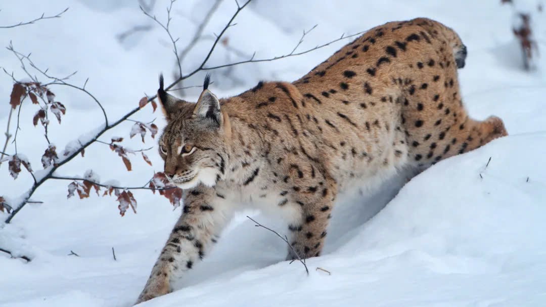 Bring back the big cats – Cambridge IELTS 12, Test 4 - Ielts Ms Ngọc